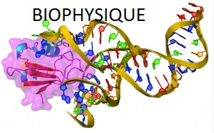 TD biophy | E-LEARNING